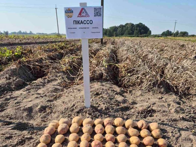 Picasso variety champion during Potato Ukraine 2024 - Agrico - Market ...