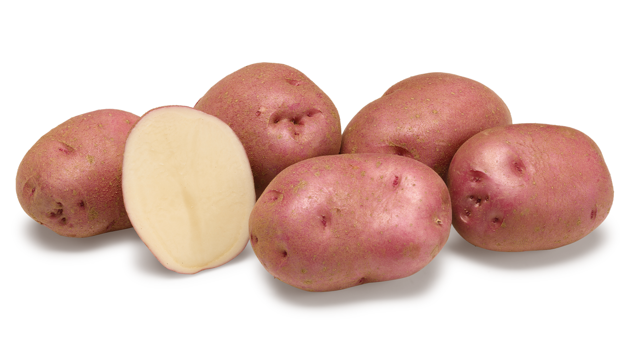 Rudolph | Variedad de patata Agrico España