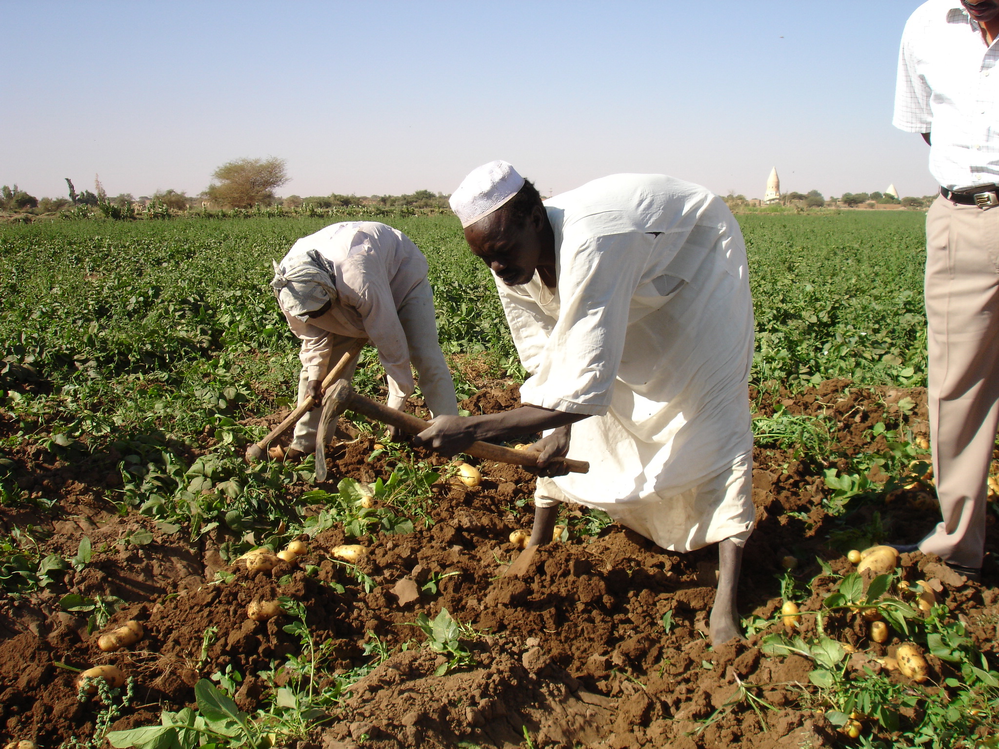 Efficient potato value chains | Agrico