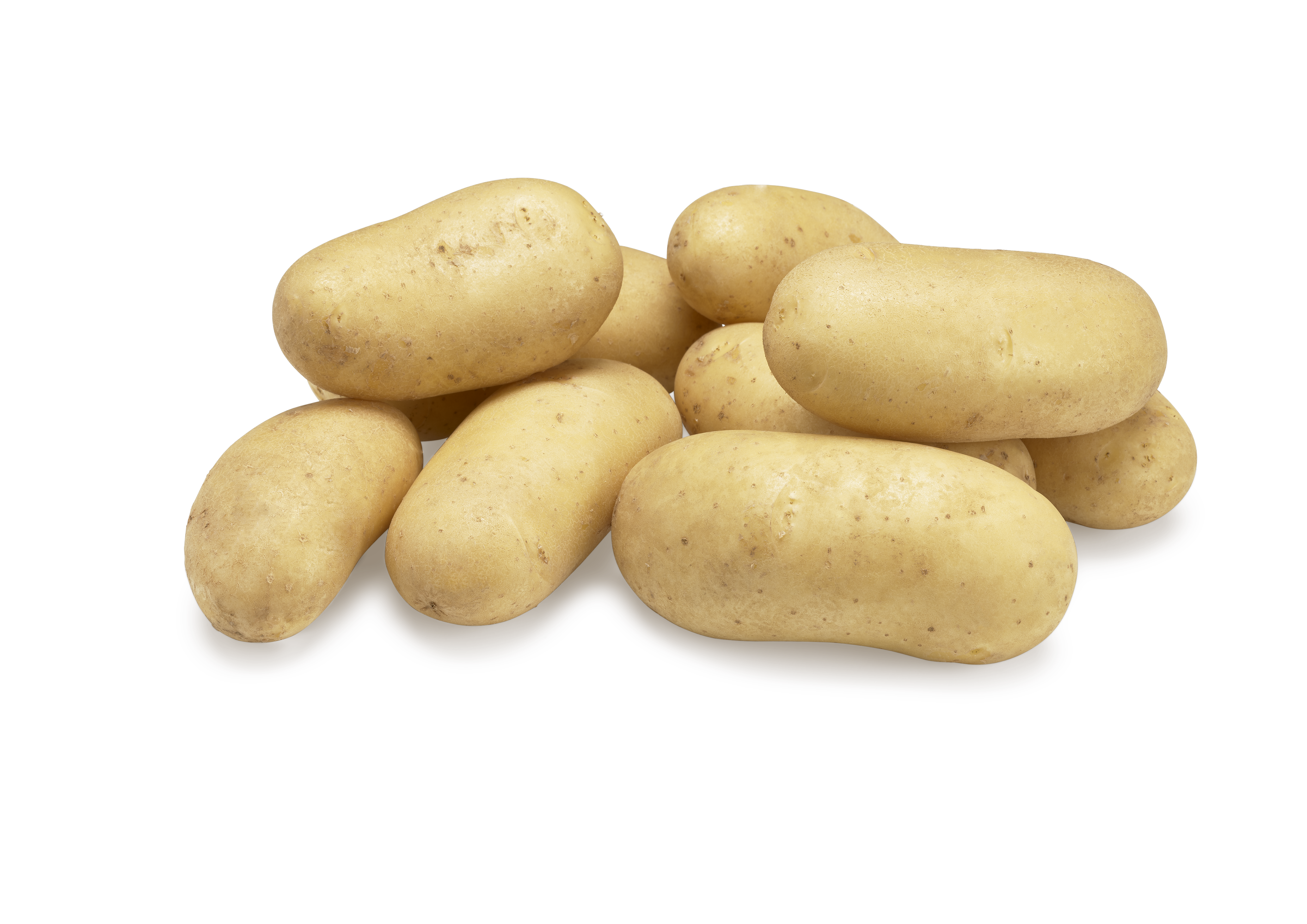 Erika | An Agrico potato variety