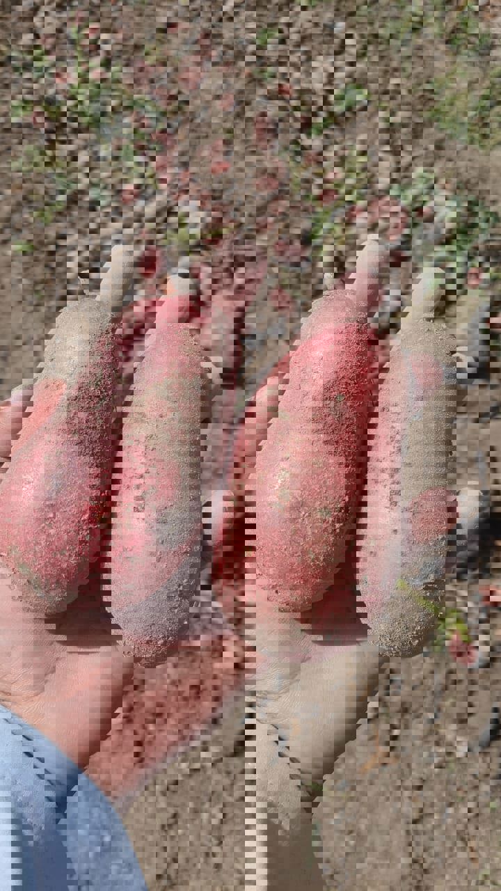 Successful cultivation of potatoes in Pakistan | Agrico article