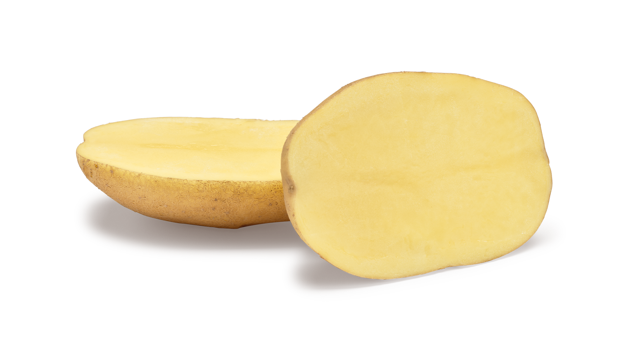 Agria | Agrico potato variety