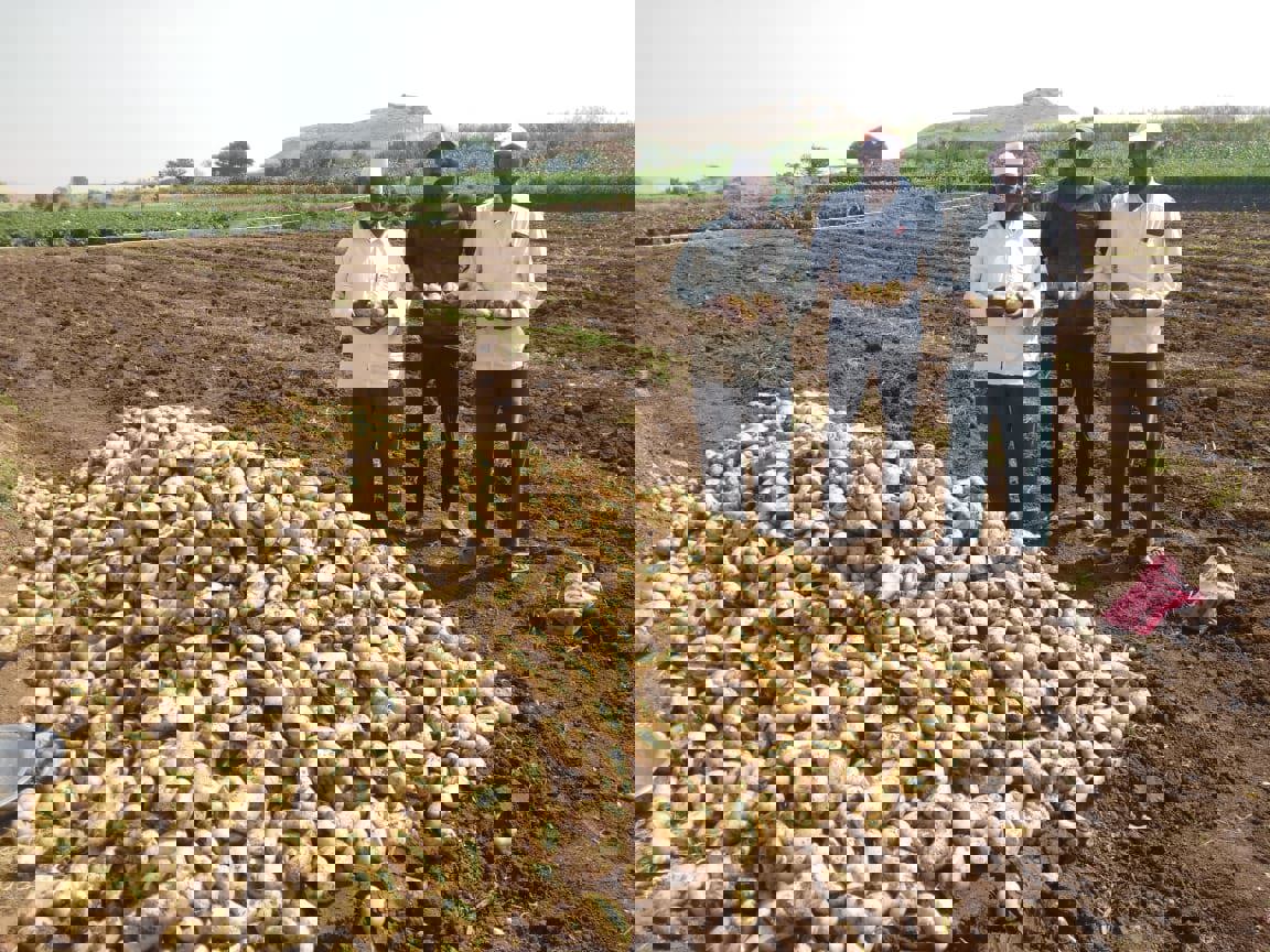 Indian supplier of high quality seed potatoes | Agrico