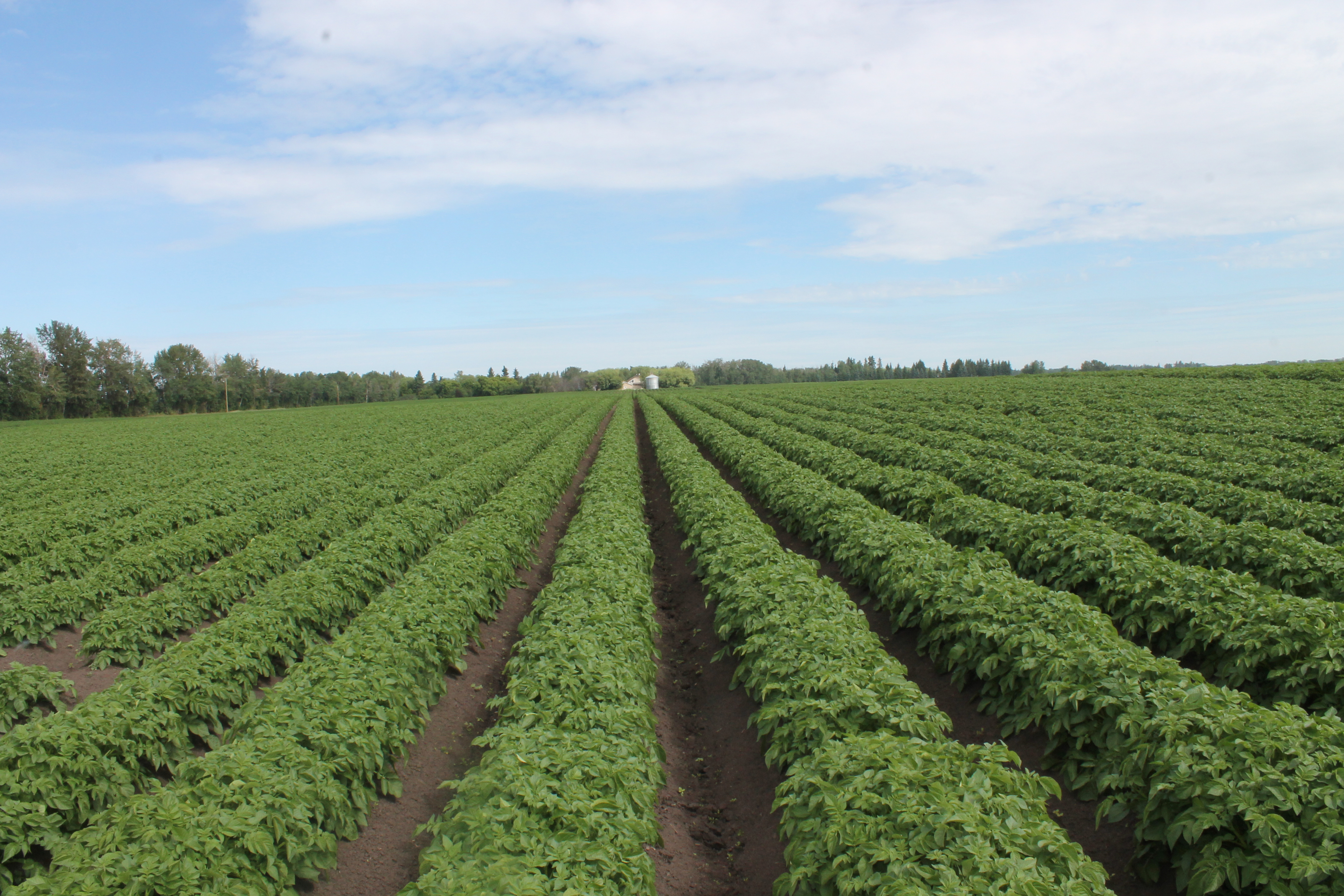 Volare, a fresh table potato variety | Parkland Potato Varieties