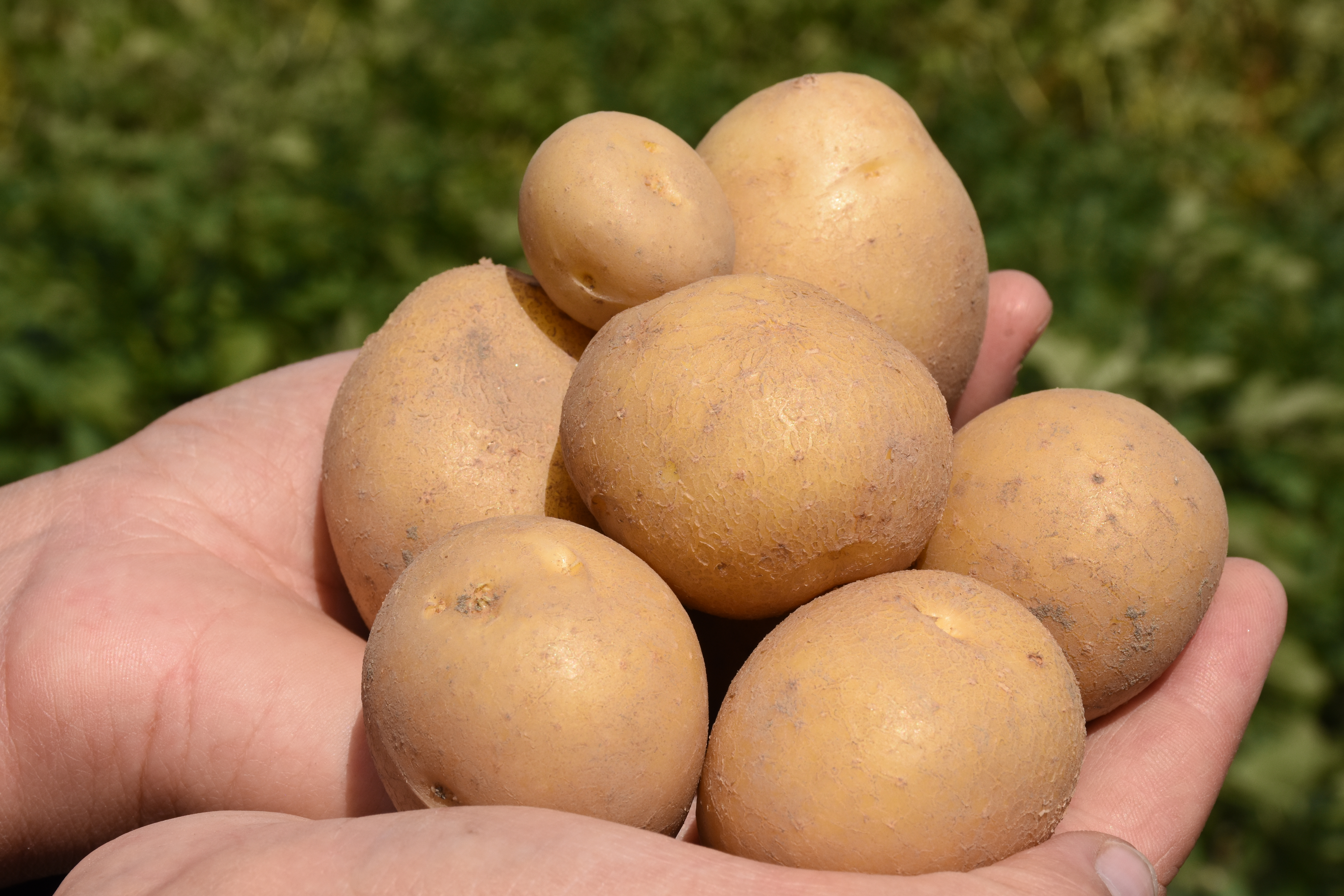 Agrico is wereldwijd leidend in innovatieve aardappelrassen.