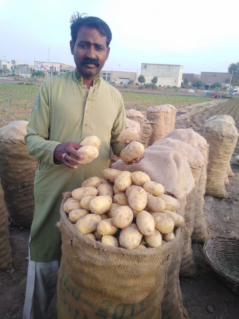 Successful cultivation of potatoes in Pakistan | Agrico article
