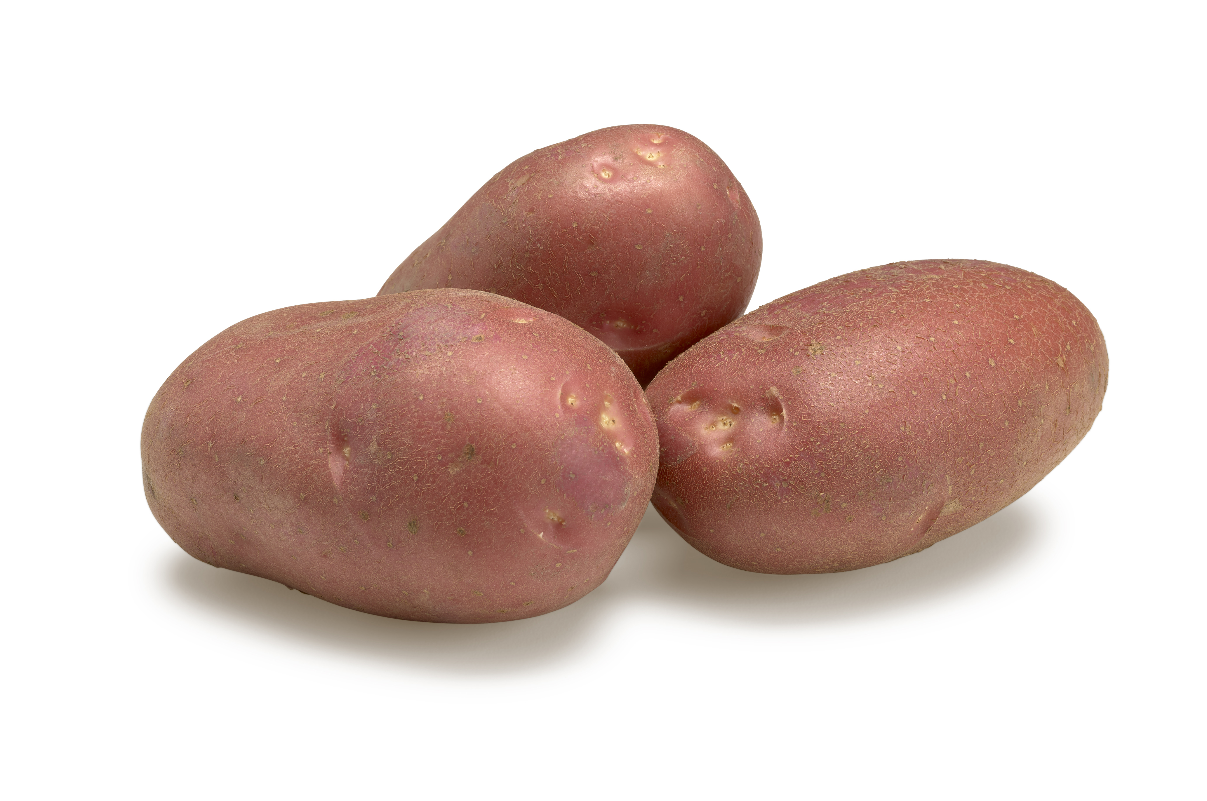 Evolution | An Agrico potato variety