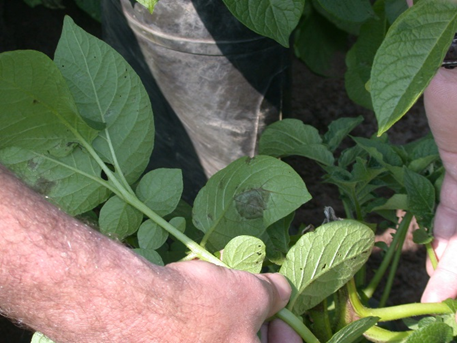 Phytophthora herkenning | Agrico