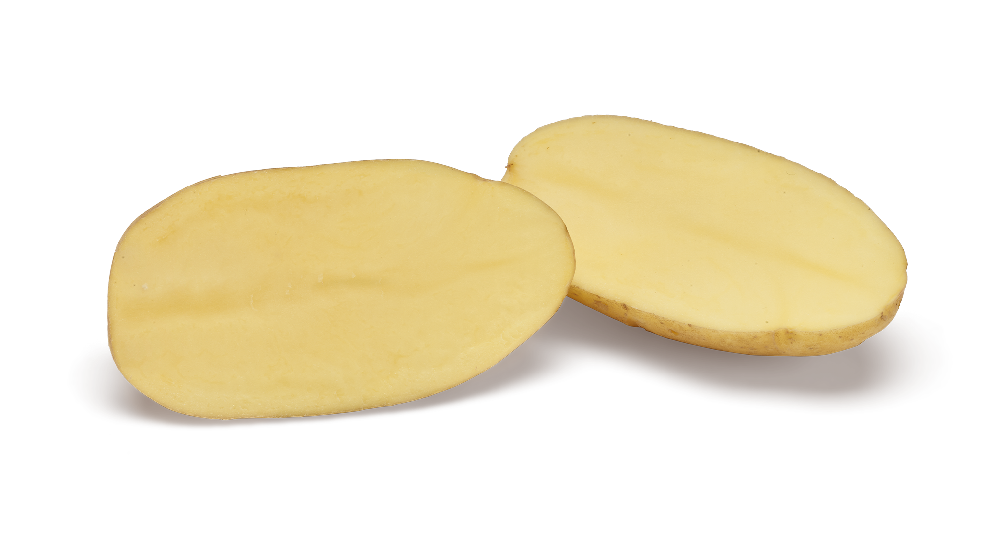 Ditta | An Agrico potato variety