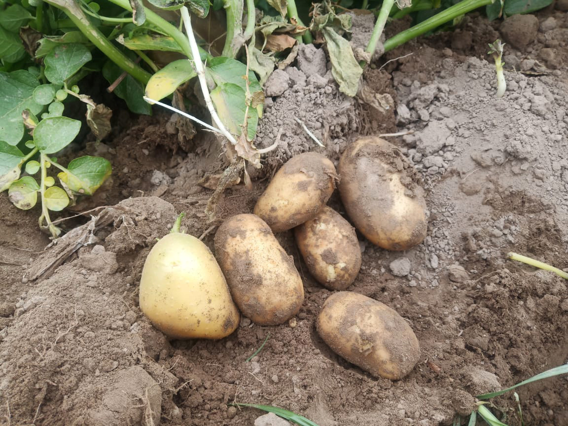 Successful cultivation of potatoes in Pakistan | Agrico article