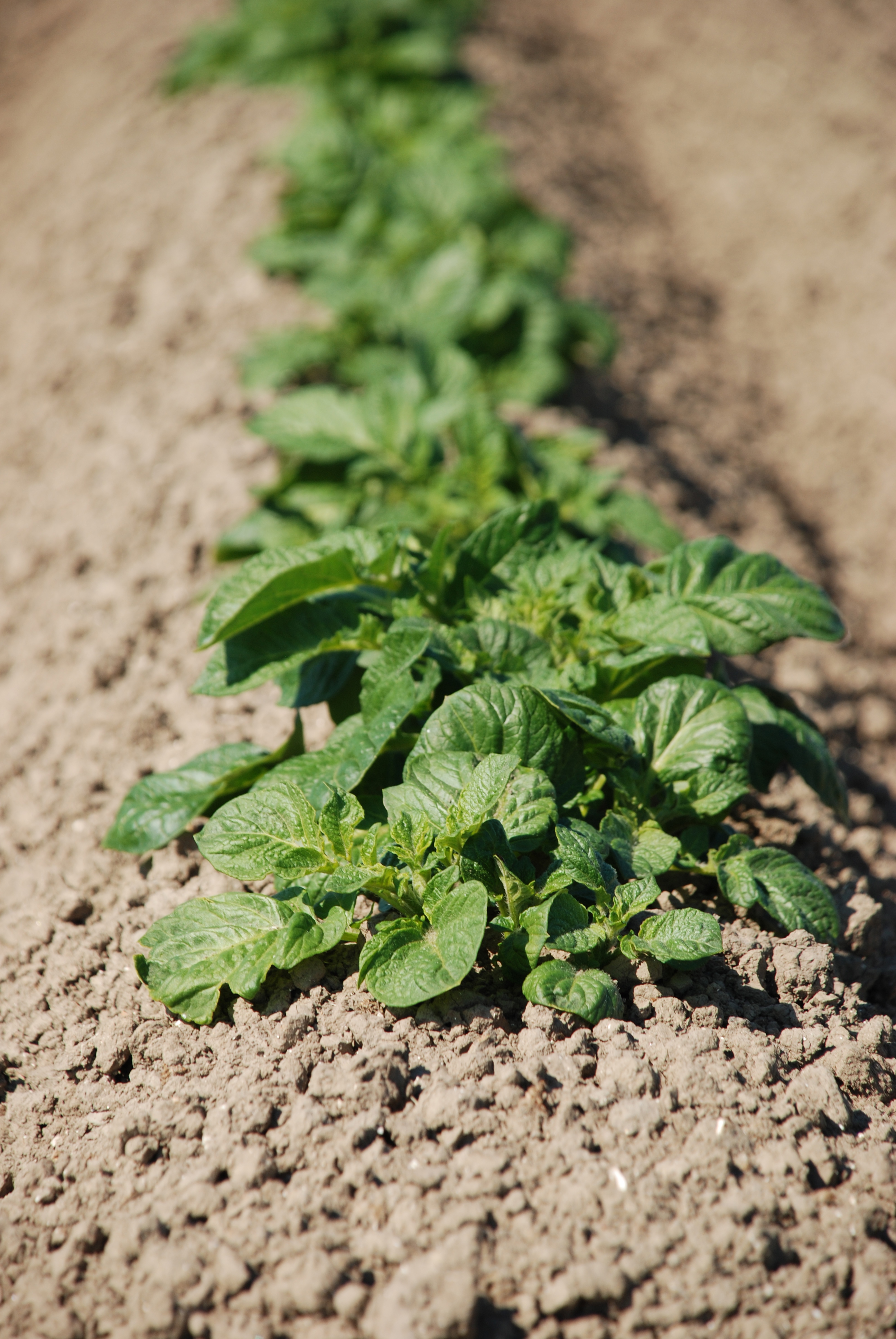 Agrico, Leo de Kock and Nedato join forces for ware potatoes